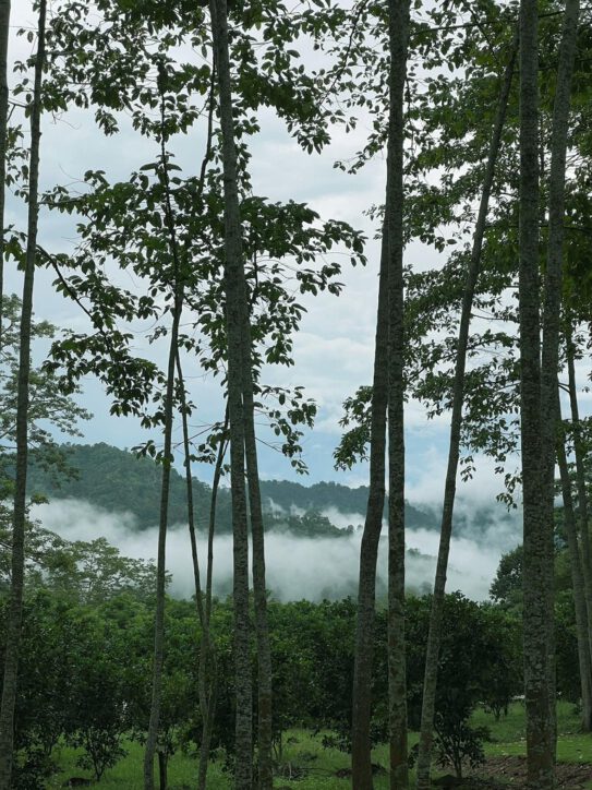 รีวิวจุดกางเต็นท์ Na Wana ณ วนา Camping Ground จ สระบุรี เที่ยว